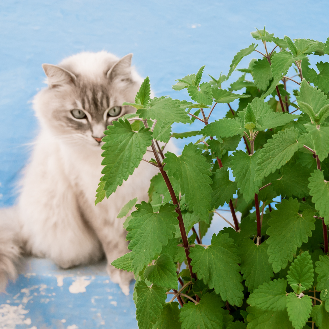 The Cat Gardener – Safe Plants for Your Kitty to Enjoy – Doggie Cakes